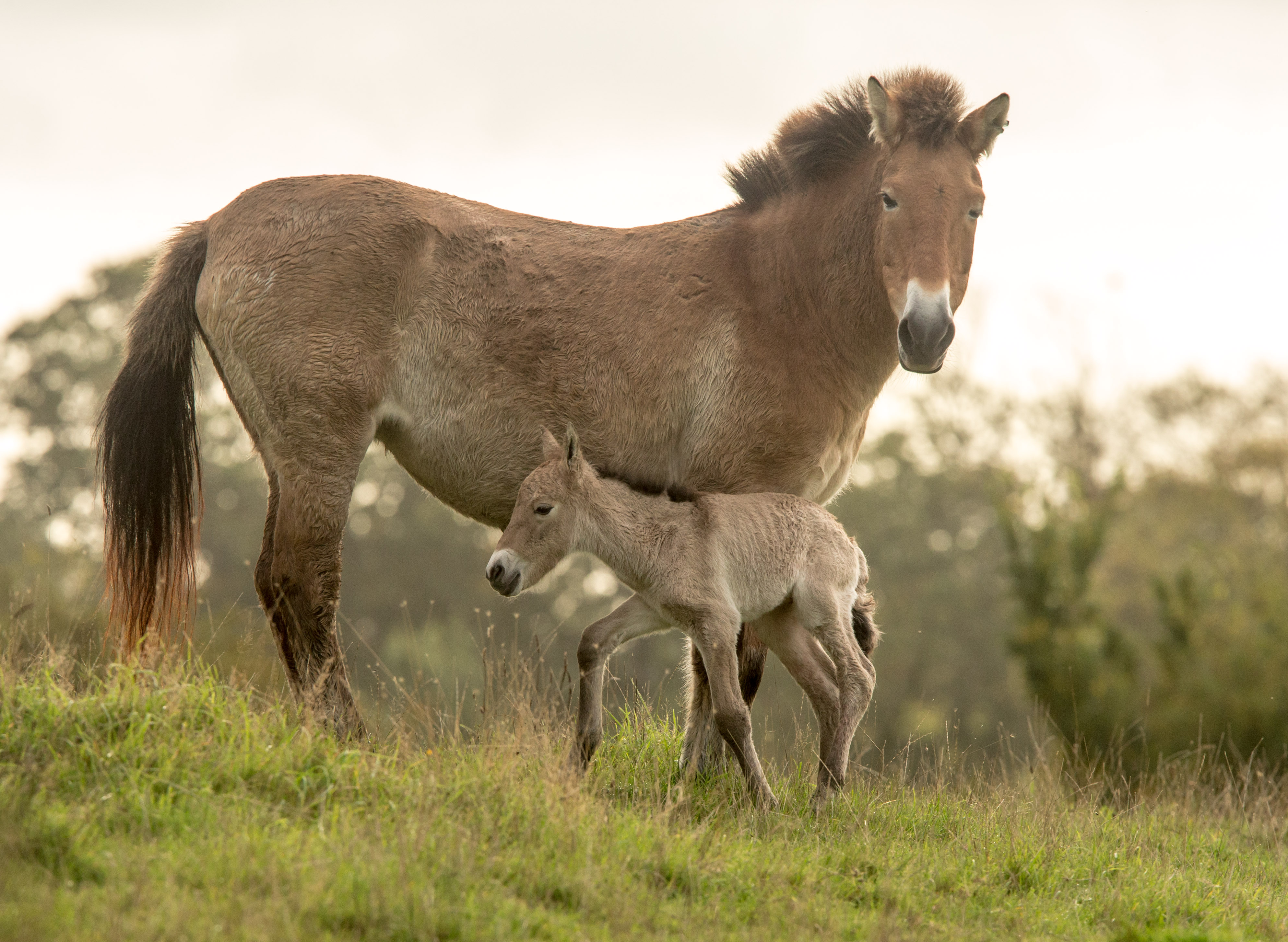 5 Things You Didn T Know About The Przewalski S Horse